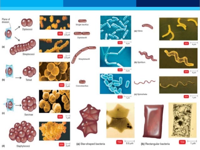 Role Of Microorganisms Microbes Used In Wastewater Tr - vrogue.co