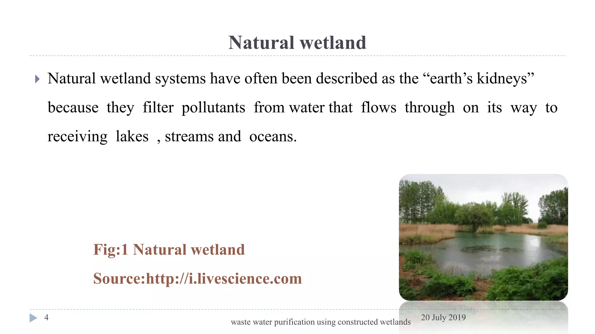 Waste water purification using cnstructed wetlands | PPTX