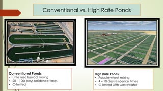 Role of protozoa and algae in waste water treatment plant | PPTX