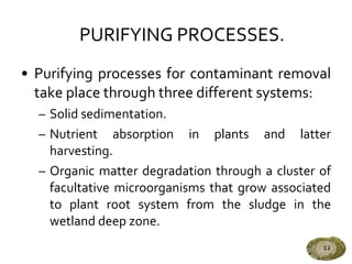 Wastewater Treatment Using Constructed Wetlands | PPT