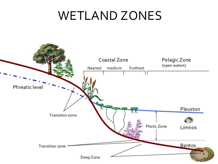 Wastewater Treatment Using Constructed Wetlands