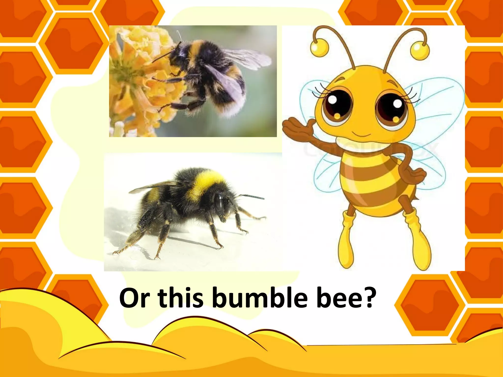 English KSSR year 5 poem (Watching a bumble bee) | PPT