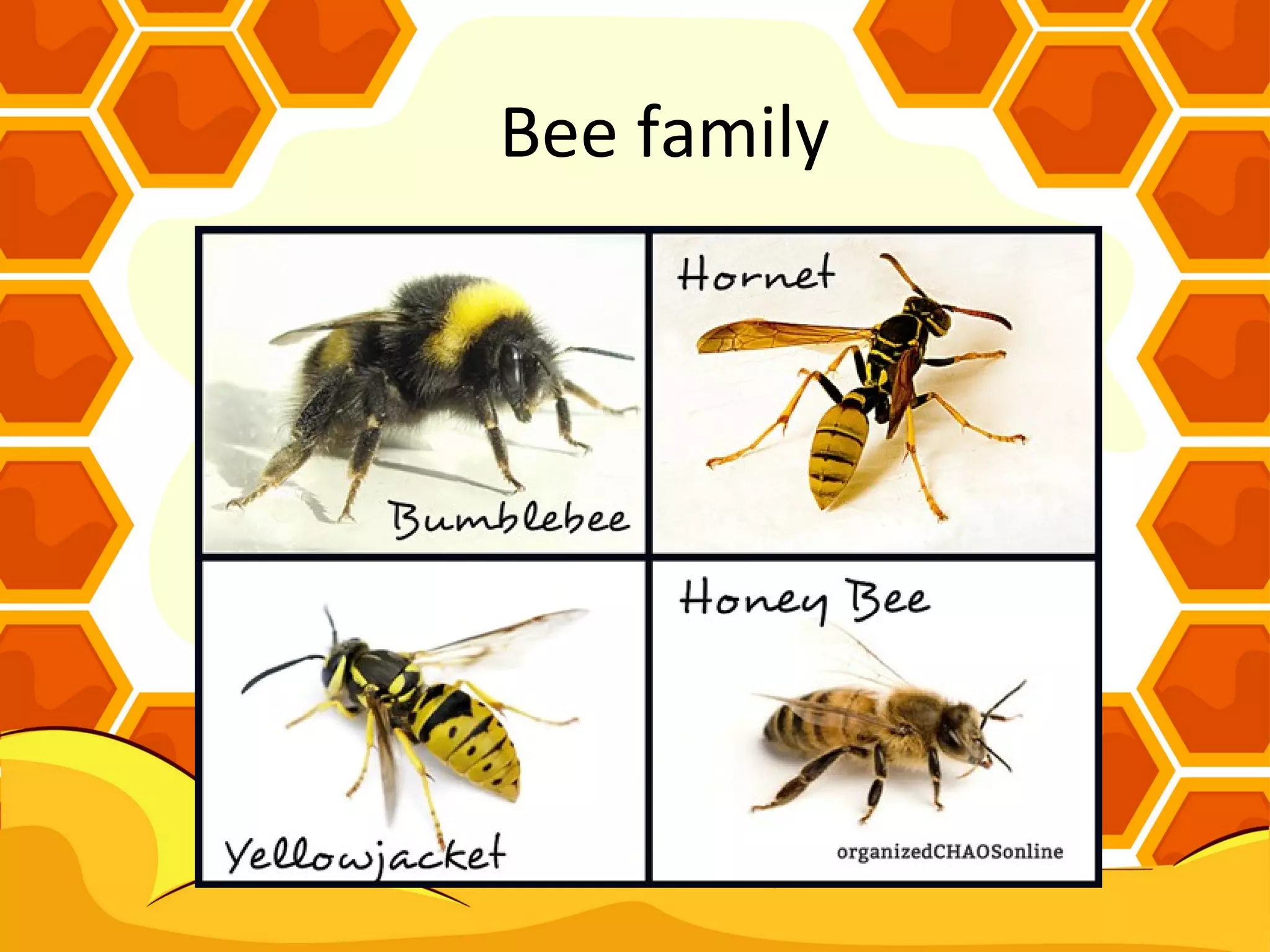 English KSSR year 5 poem (Watching a bumble bee) | PPT