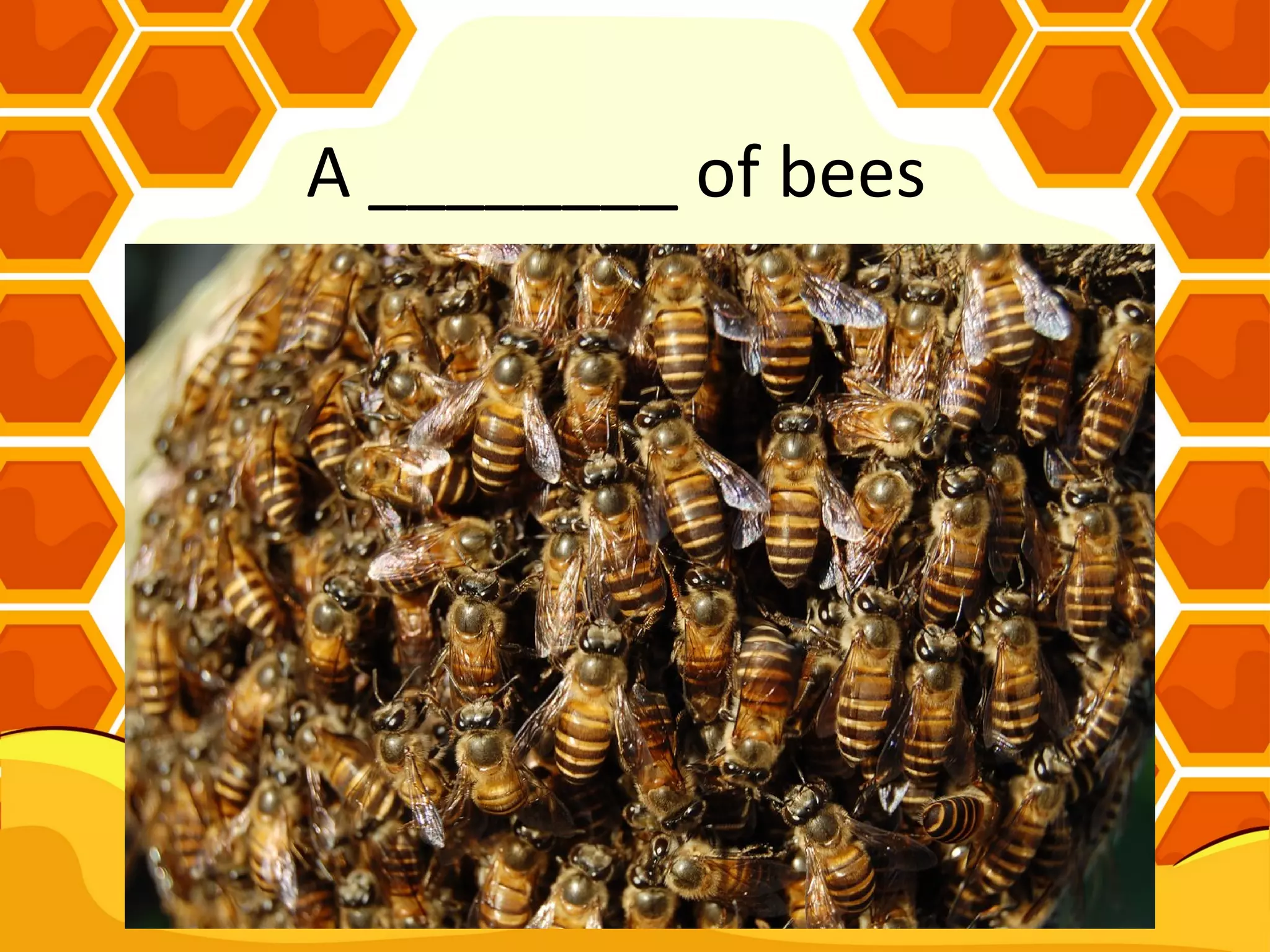 English KSSR year 5 poem (Watching a bumble bee) | PPT