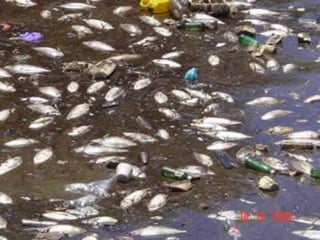 Water pollution | PPTX