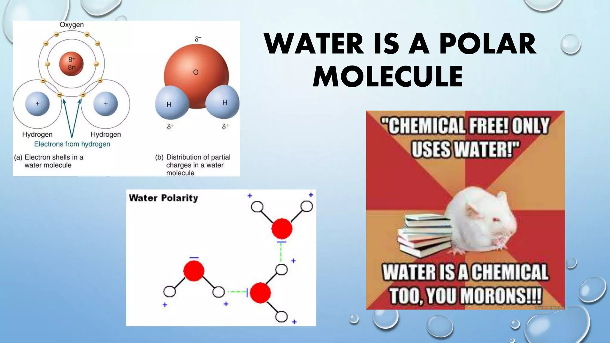 The functions of Water | PPTX