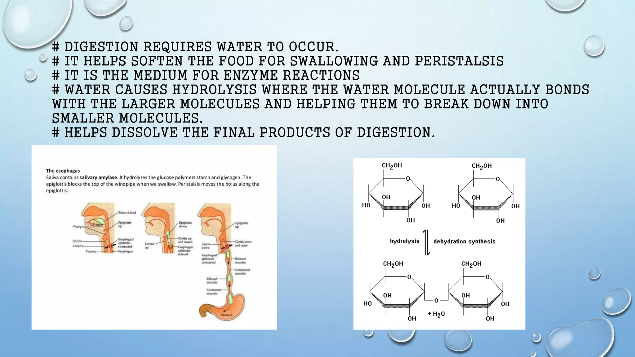 The functions of Water | PPTX