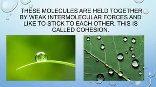 The functions of Water | PPTX
