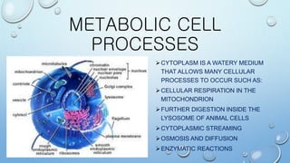 The functions of Water | PPTX