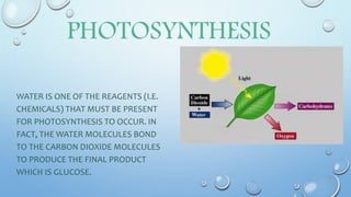 The functions of Water | PPTX
