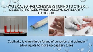 Functions Of Water