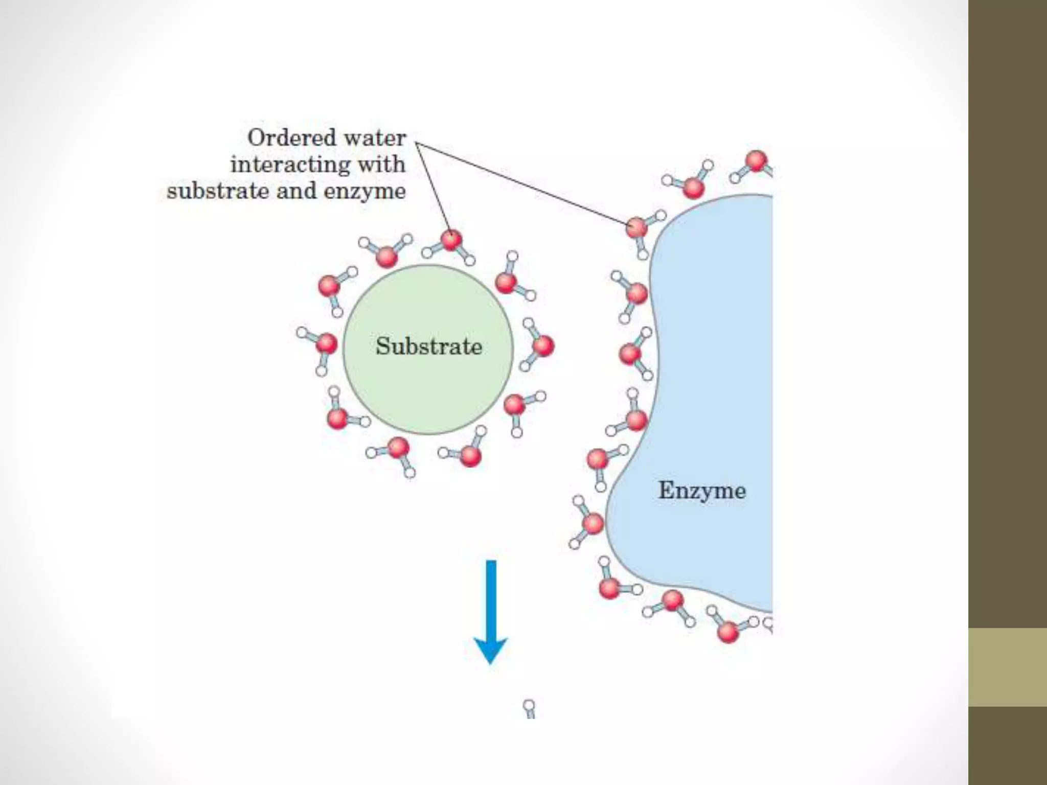 Biochemistry of Water | PPTX