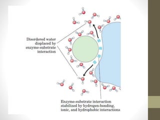 Biochemistry of Water | PPTX