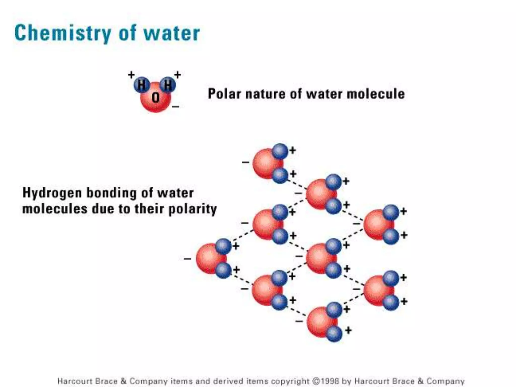 AP Biology Properties of Water | PPTX