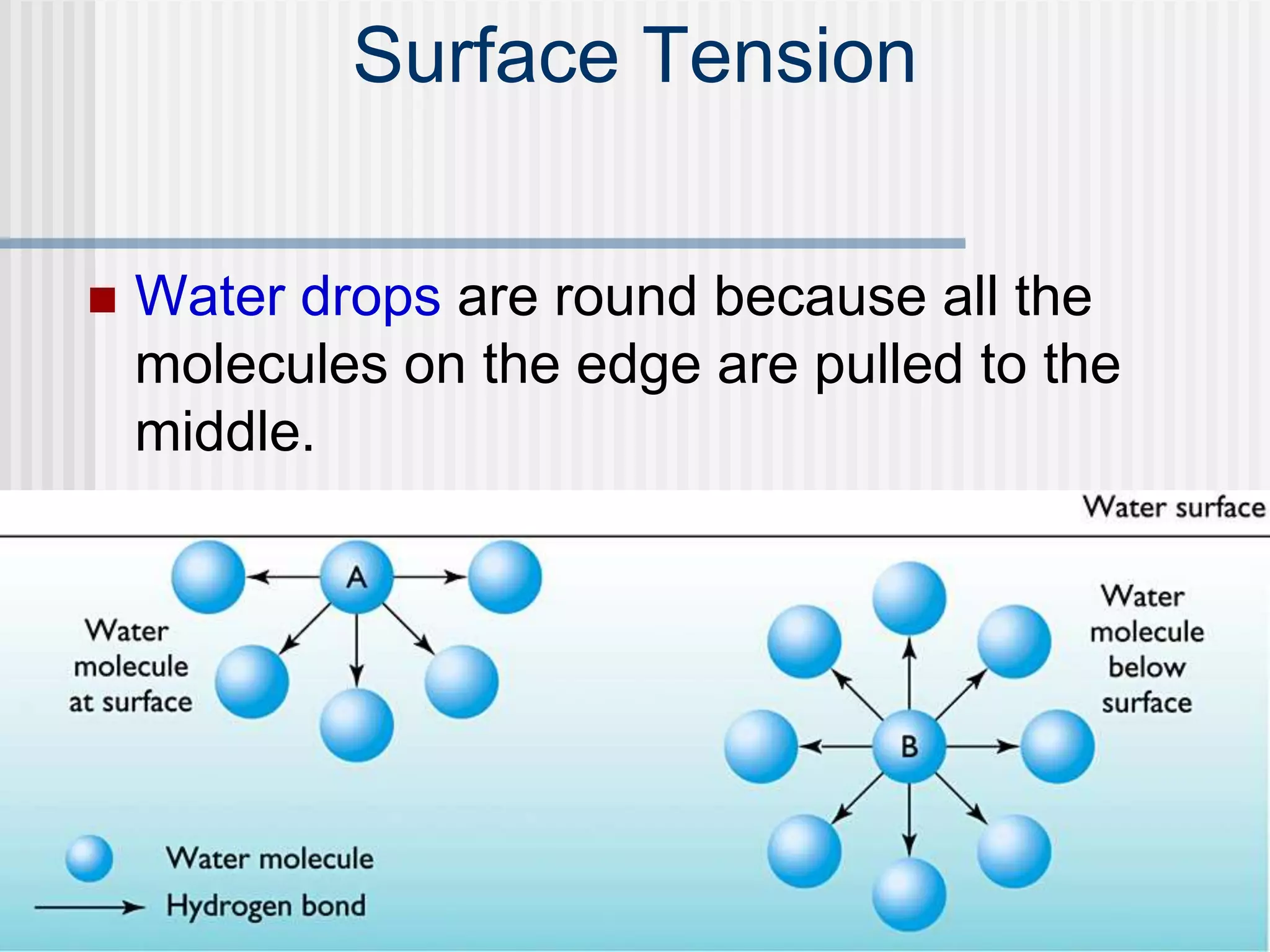 AP Biology Properties of Water | PPTX