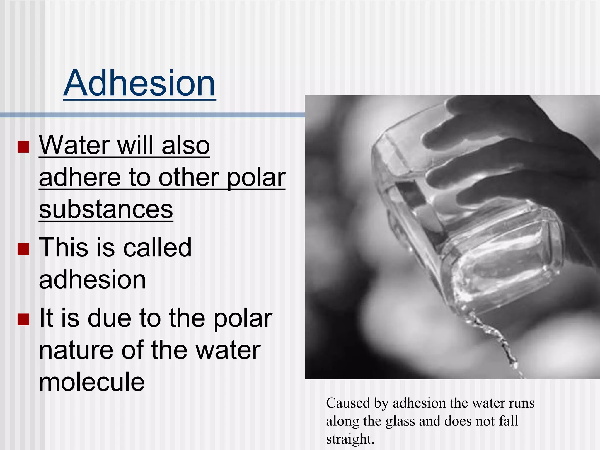 AP Biology Properties of Water | PPTX