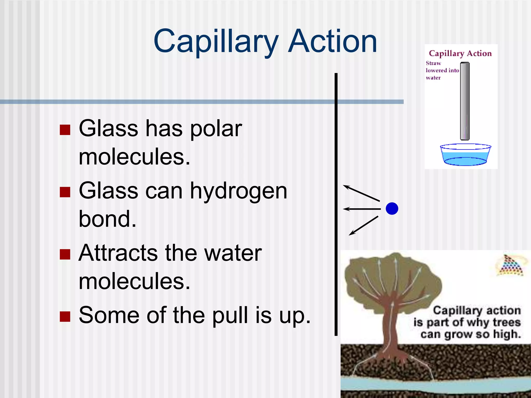 AP Biology Properties of Water | PPTX