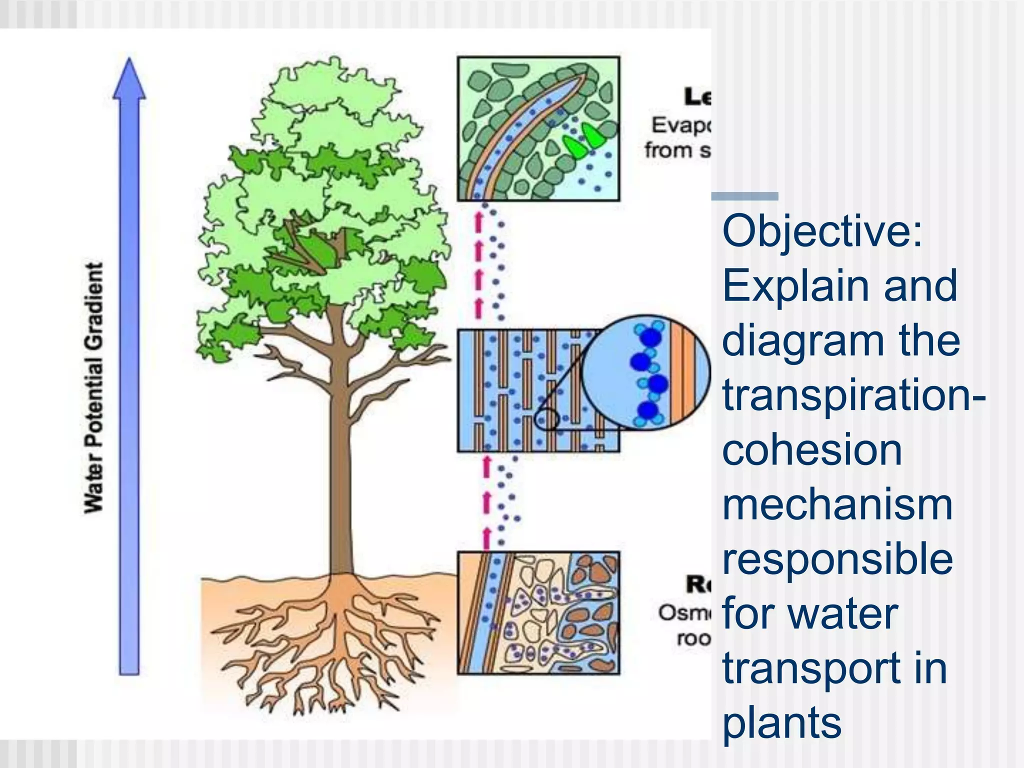 AP Biology Properties of Water | PPTX