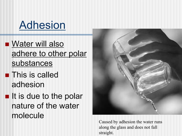 AP Biology Properties of Water | PPTX