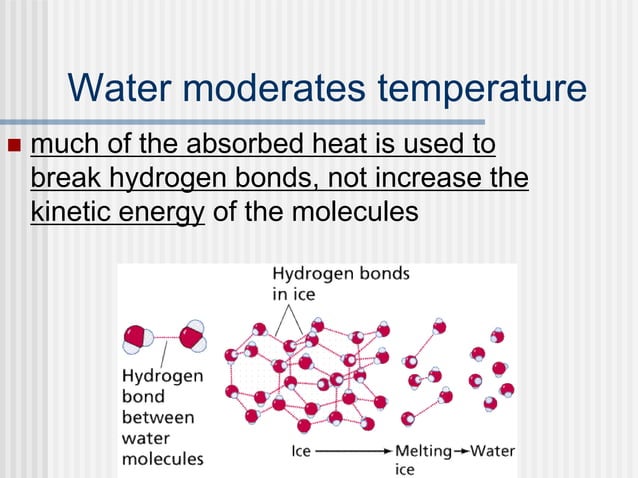AP Biology Properties of Water | PPTX