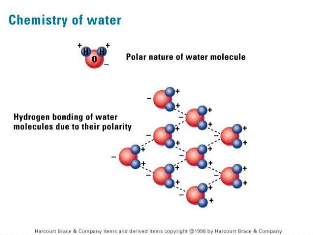 AP Biology Properties of Water