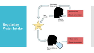 Water, it classification, importance and regulation | PPT