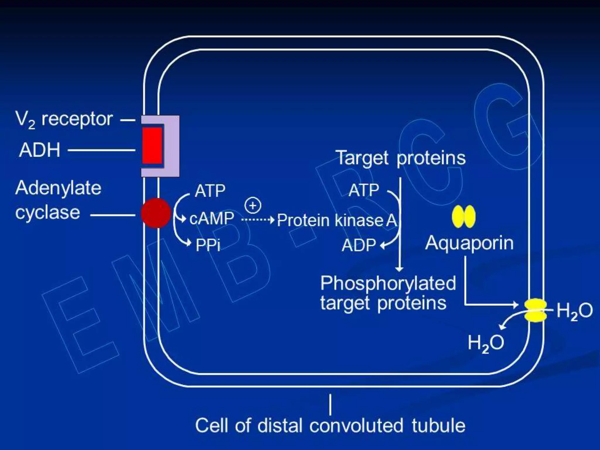 Water and electrolyte balance | PPTX