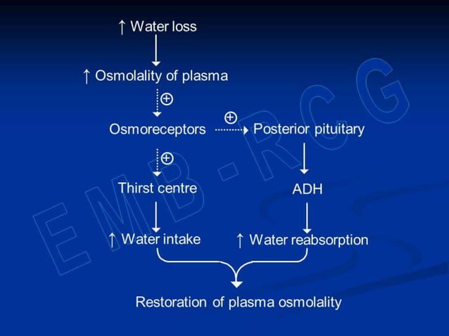 Water and electrolyte balance | PPTX | Chemistry | Science