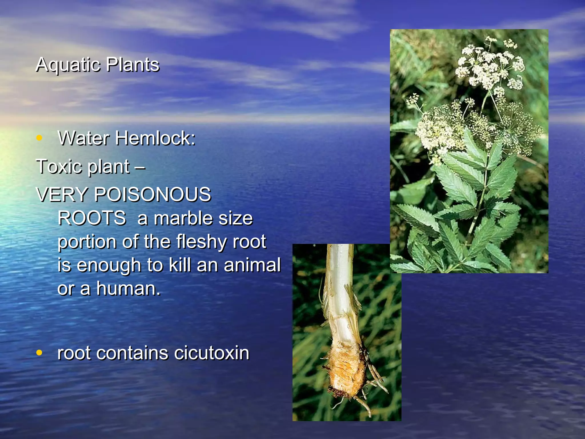 Water first nations ws8.3 | PPT