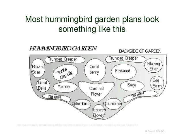 hummingbird garden layout | Fasci Garden