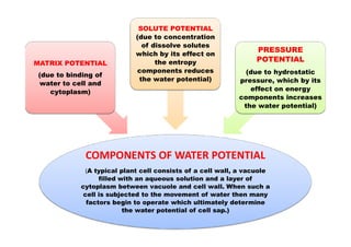 Plant Water Relation | PDF