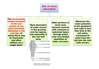 Plant Water Relation | PDF