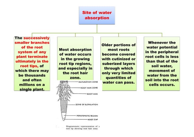 Plant Water Relation | PDF
