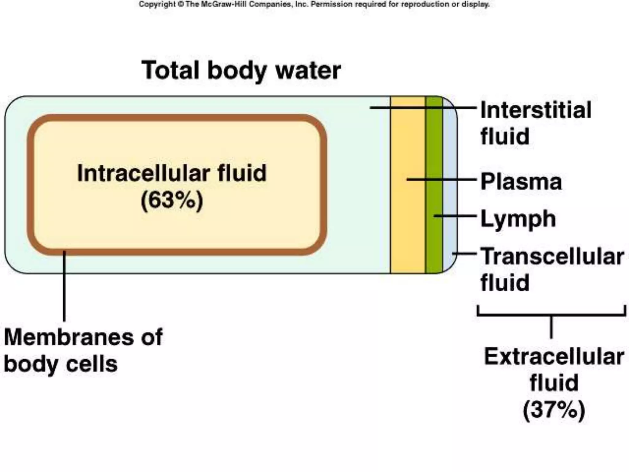 Water and electrolytes balance and imbalance in human body | PPTX