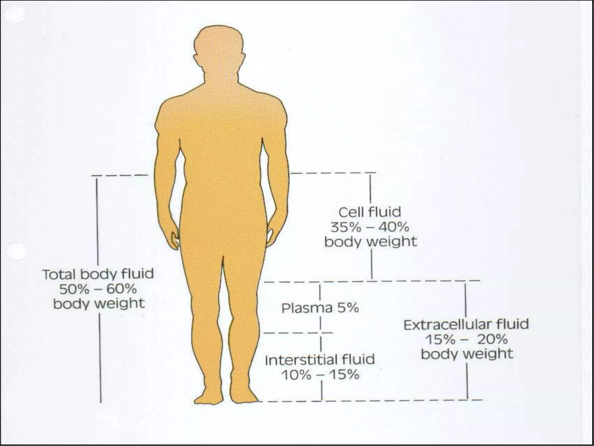 Water and electrolytes balance and imbalance in human body | PPTX