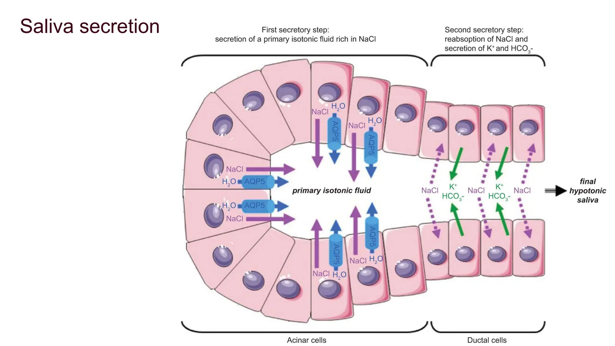 Salivary gland physiology ,Water and electrolyte secretion.pptx