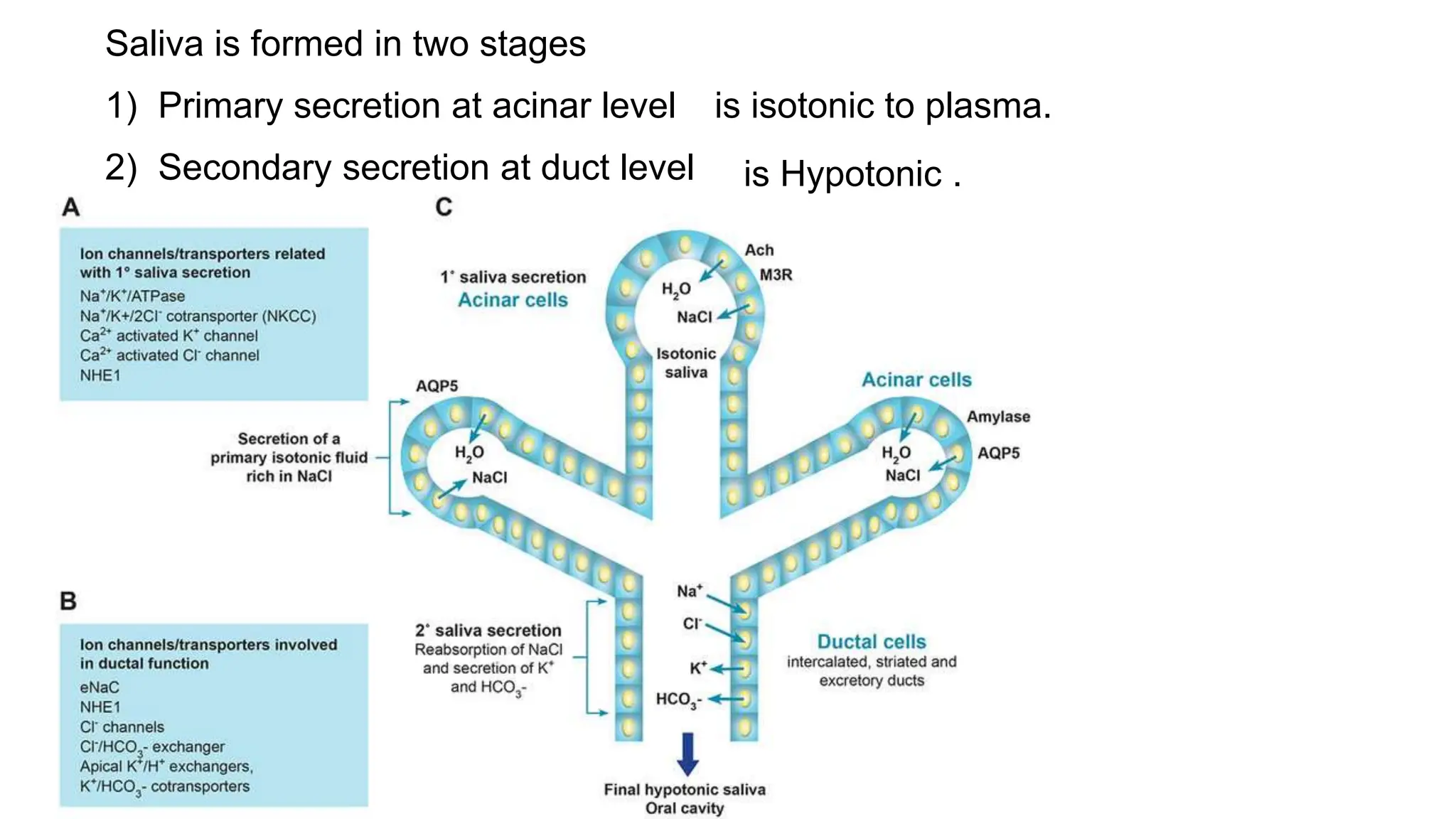 Salivary gland physiology ,Water and electrolyte secretion.pptx