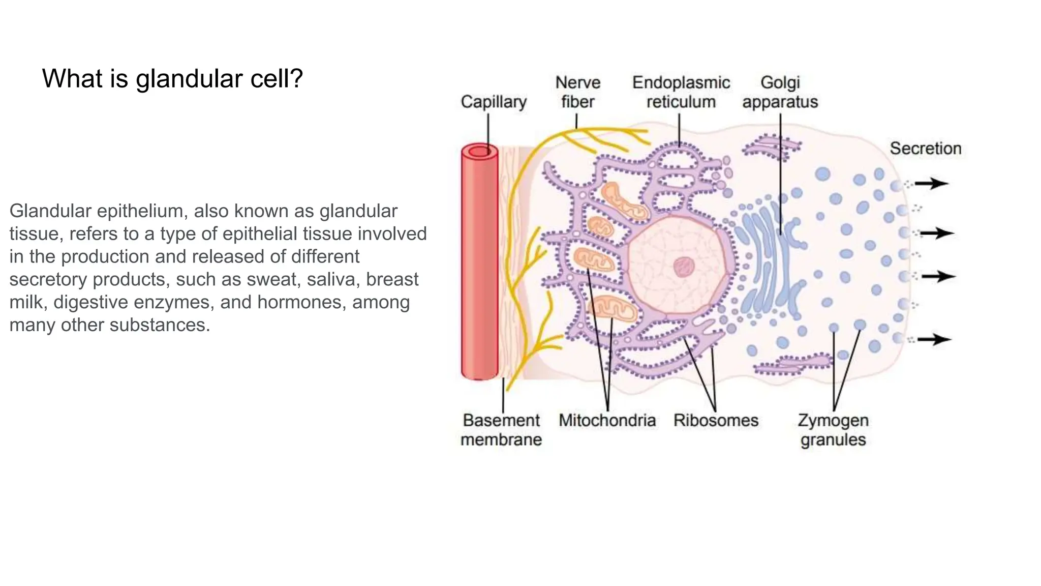 Salivary gland physiology ,Water and electrolyte secretion.pptx