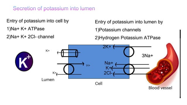 Salivary gland physiology ,Water and electrolyte secretion.pptx