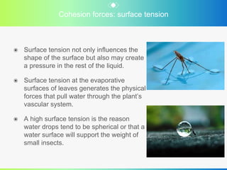 Water and its properties | PPTX