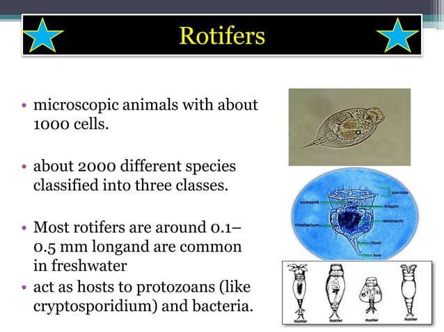Microbes In Drinking Water And Water Purification | PPT