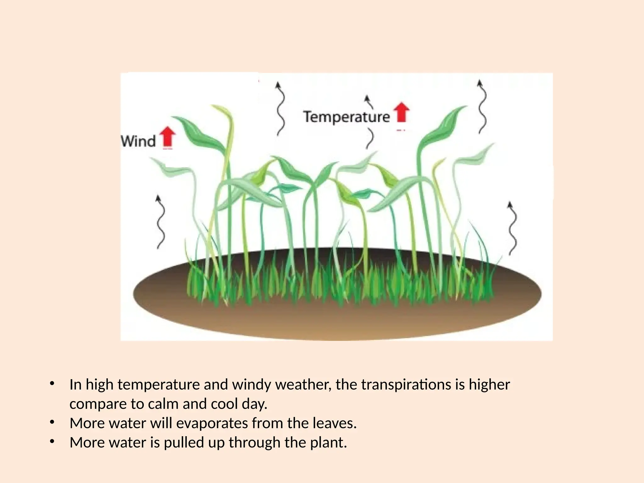water and mineral transport in plants.pptx