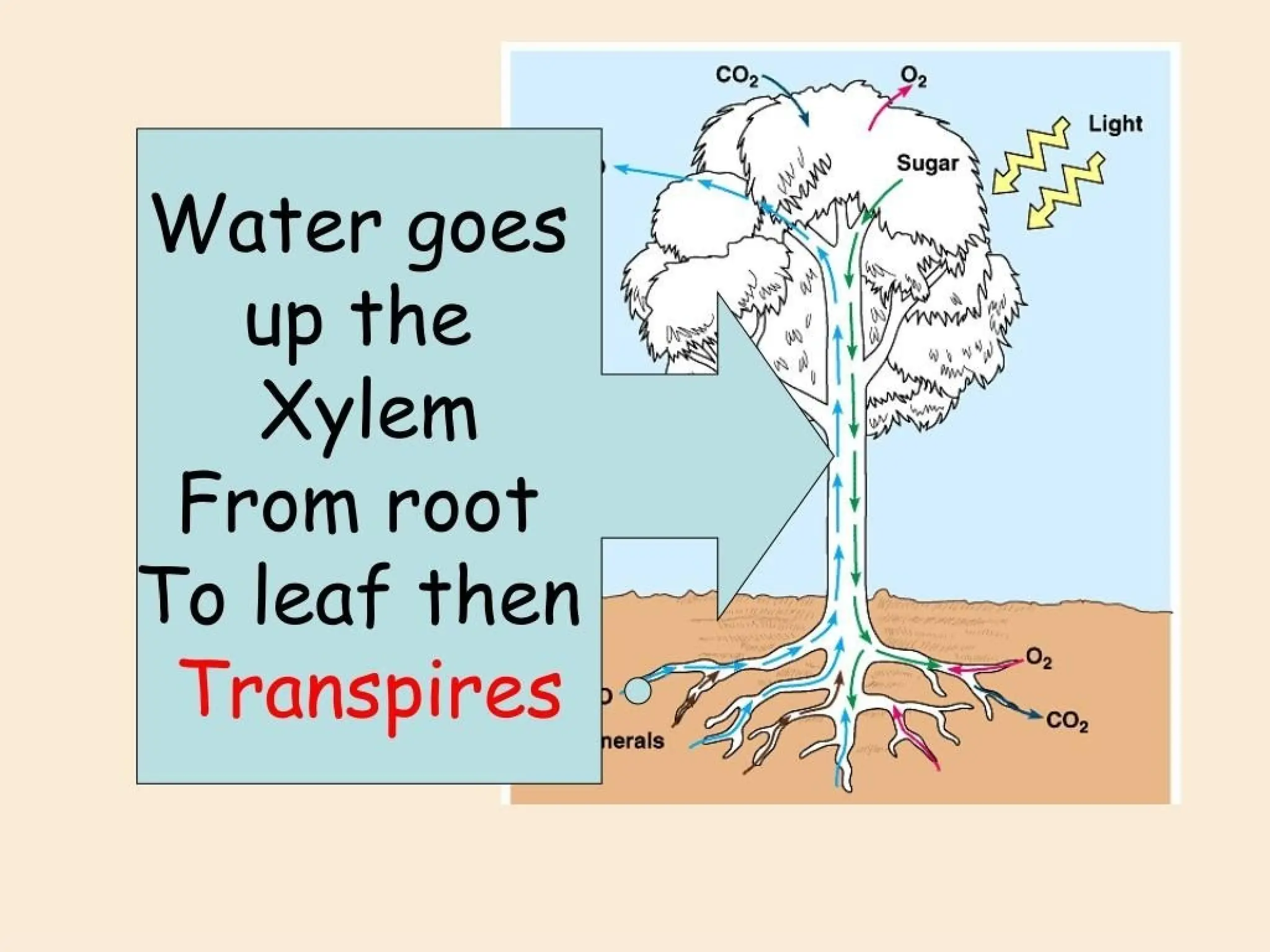 water and mineral transport in plants.pptx