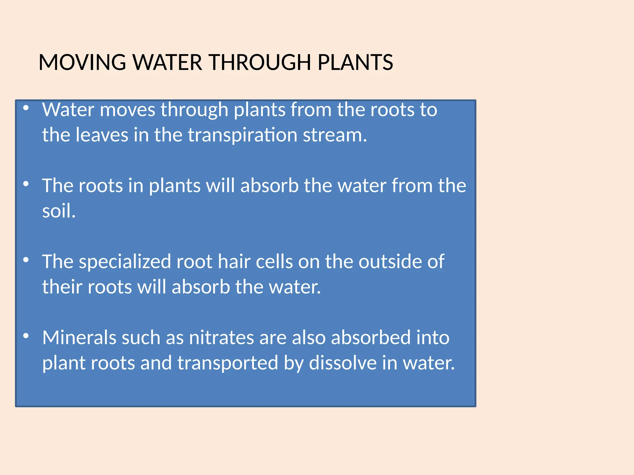 water and mineral transport in plants.pptx
