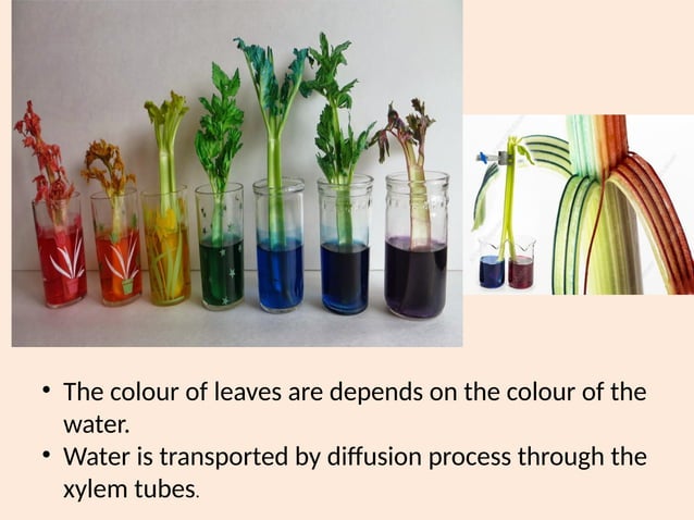 water and mineral transport in plants.pptx