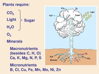 water and mineral transport in plants.pptx