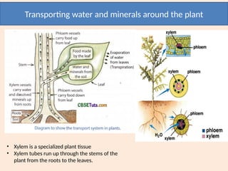 water and mineral transport in plants.pptx