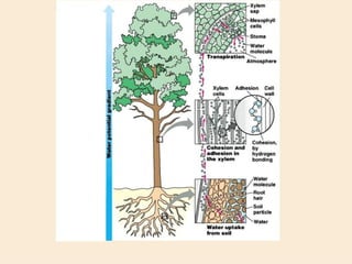 water and mineral transport in plants.pptx
