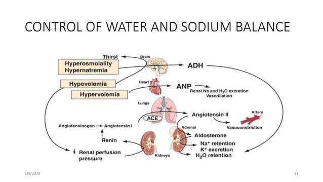 WATER AND SODIUM.pptx