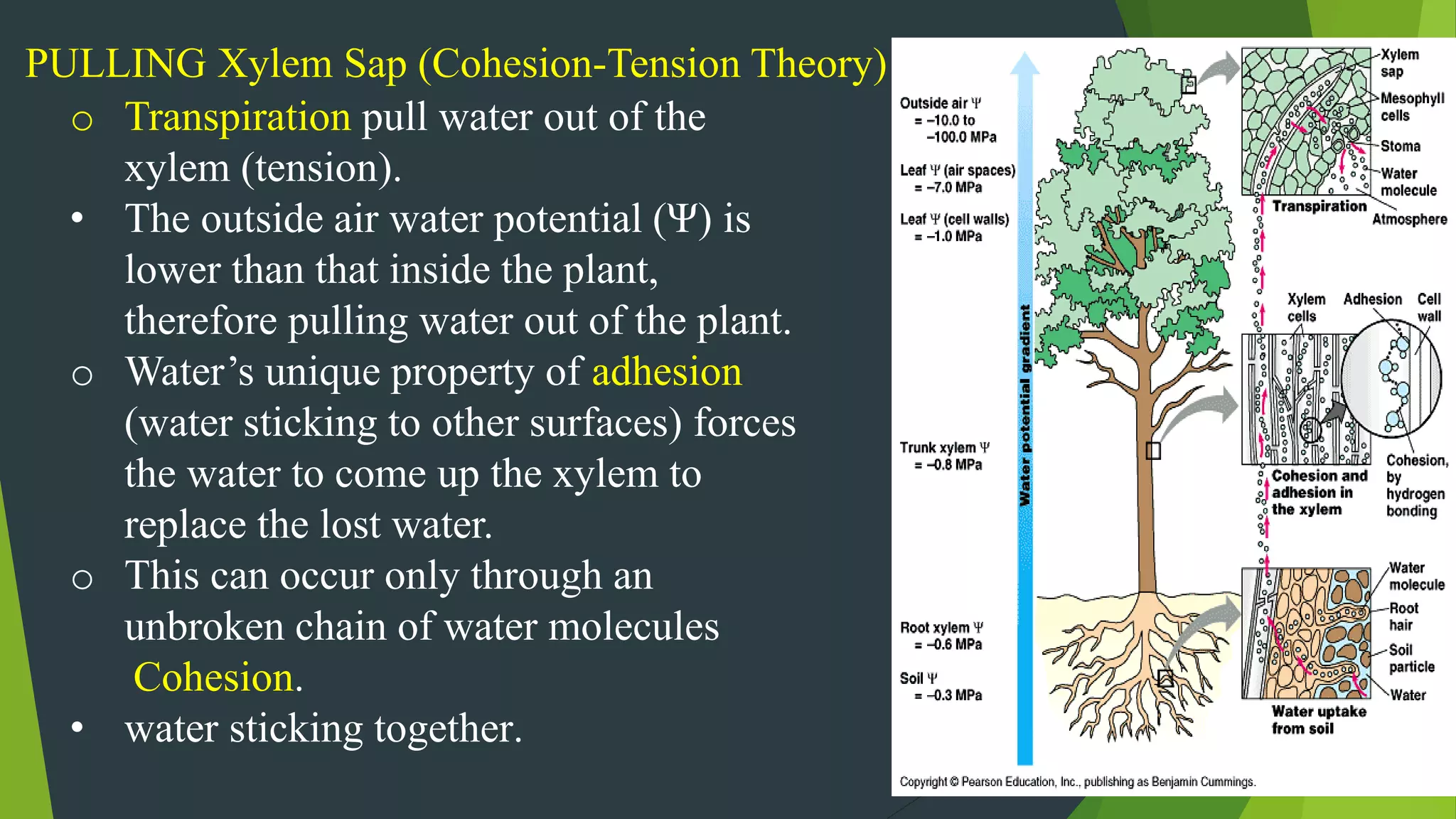 Water and solute transport in plant ppt | PPTX